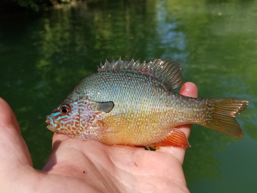 Longear Sunfish from Greene County, MO, USA on May 16, 2019 at 02:51 PM ...