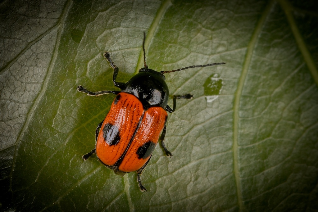 black-and-red pot beetle from Bratislava, Slovensko on June 05, 2024 at ...