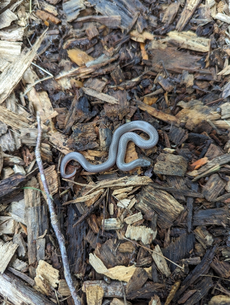 Eastern Worm Snake from Hillsborough, NC 27278, USA on June 5, 2024 at ...