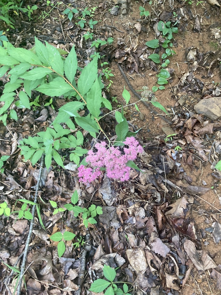 meadowsweet from George Washington & Jefferson National Forests ...