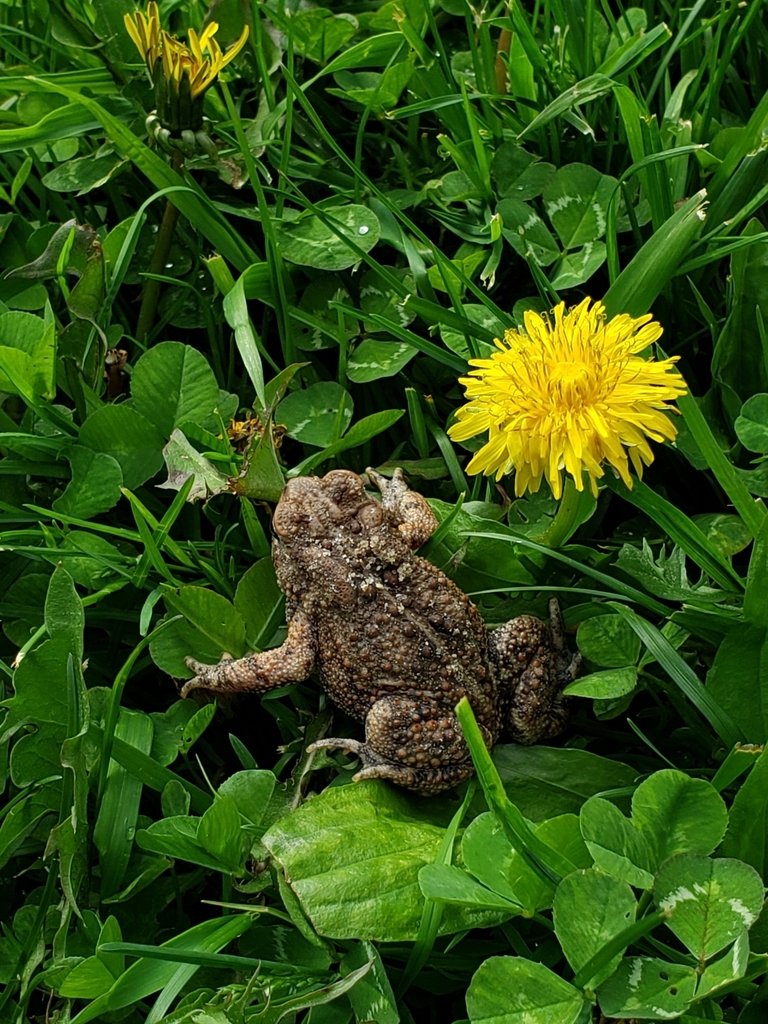 American Toad from 4178 S 1st St, Milwaukee, WI 53207, USA on May 16 ...