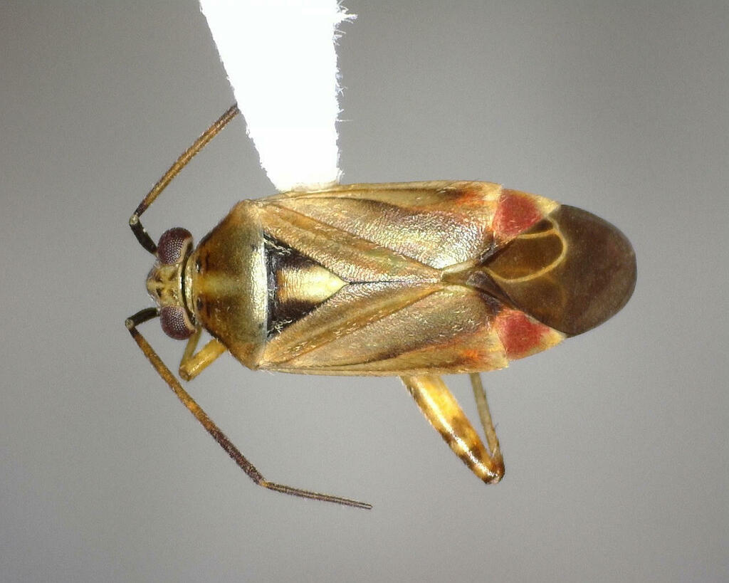Red-spotted Aster Mirid from Kimble County, TX, USA on April 17, 2024 ...