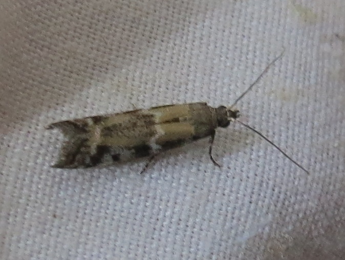 Brower's Vitula Moth from Fairview, North Carolina on June 03, 2016 at ...