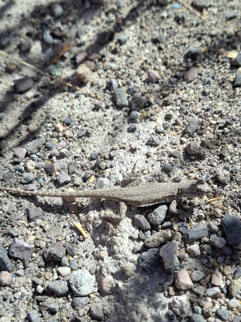 Tree and Bush Lizards from 23208 B.C.S., México on April 19, 2024 at 09 ...