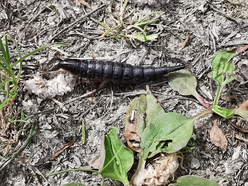 Predaceous Diving Beetles from 06 Seeland-Frose, Deutschland on May 4 ...