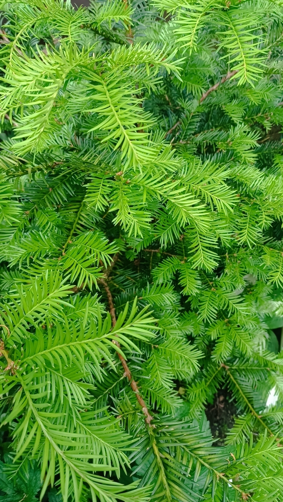 common yew from Bolton BL2, UK on June 5, 2024 at 08:04 PM by Belinda ...