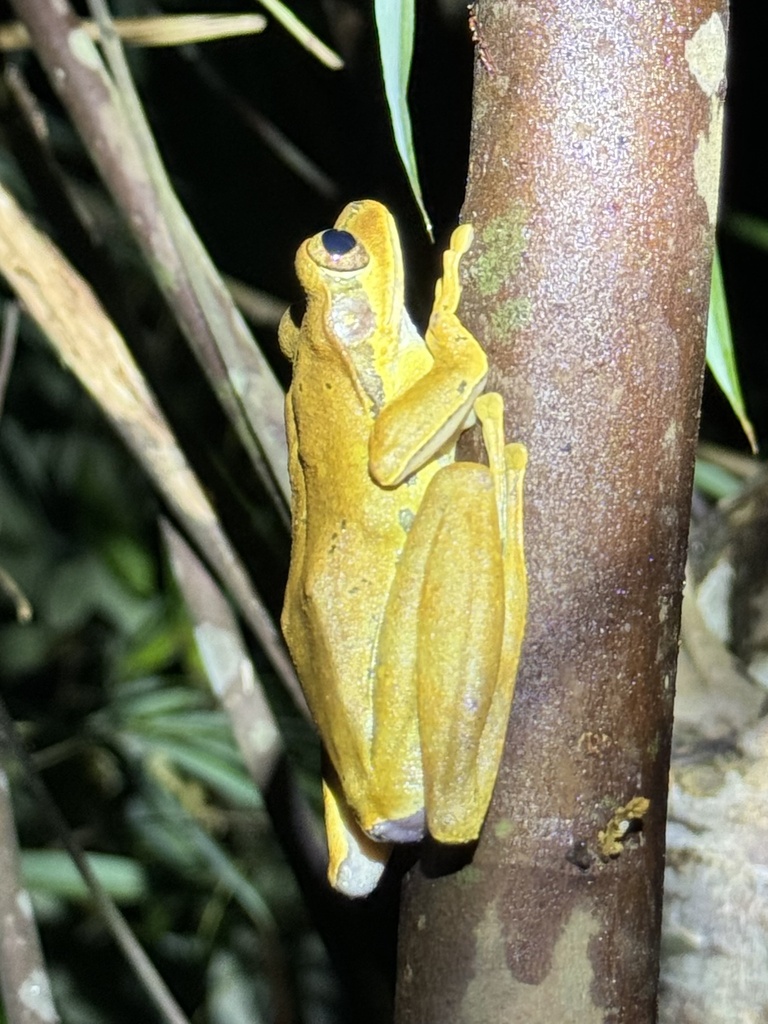 Common Southeast Asian Tree Frog in June 2024 by Artur Tomaszek ...