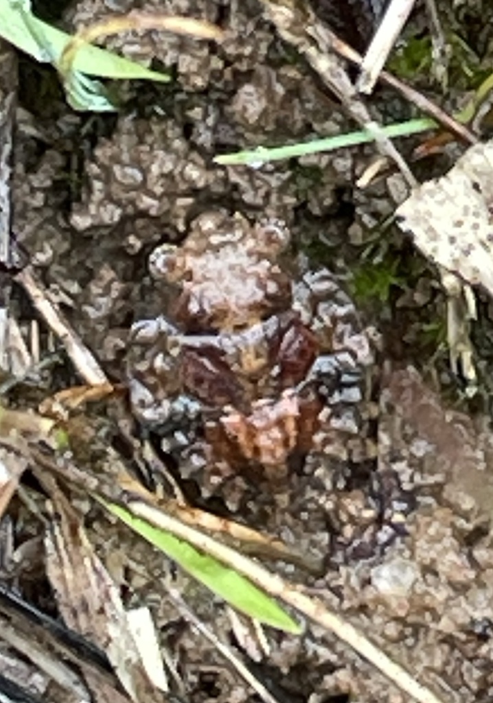 Big-eyed Toad Bug in June 2024 by Ed Lickey · iNaturalist