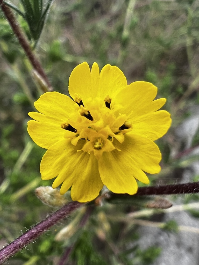 Clustered Tarweed from University of California, Los Angeles, CA, US on ...