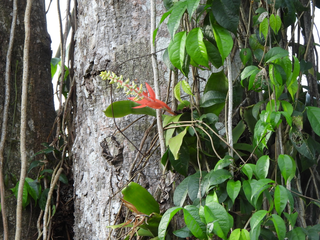 Nakedstem Livingvase from 3.5 km de Barra de Parismina hacia el sur ...