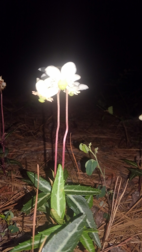 striped wintergreen from Rd 659B, Clarks Hill, SC 29821, USA on May 16 ...