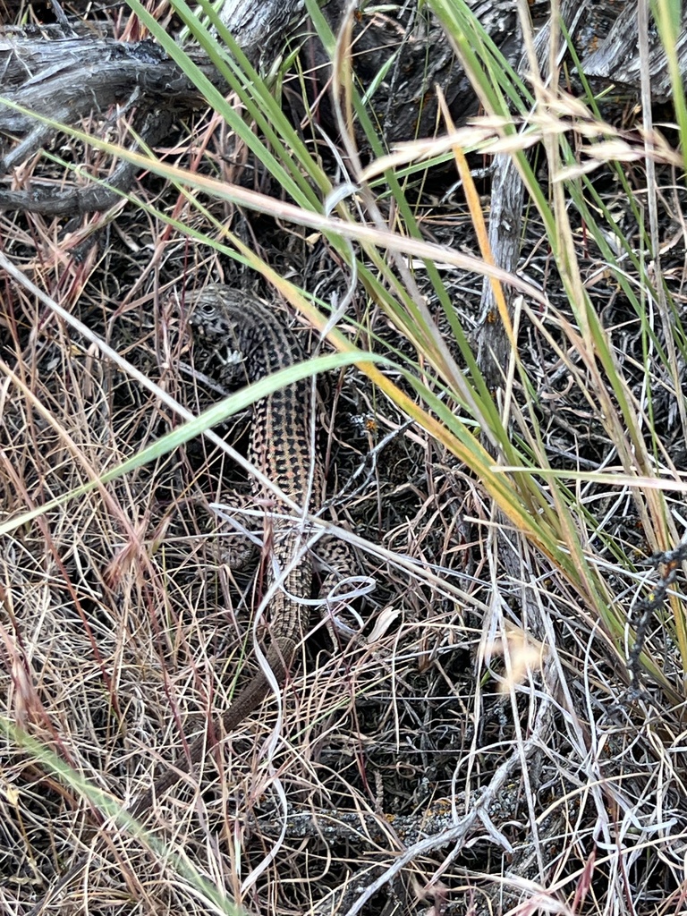 Great Basin Whiptail from John Day Fossil Beds National Monument ...