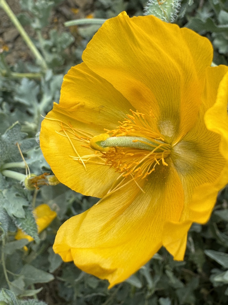 Yellow Horned Poppy from Naval Base Ventura County, Malibu, CA, US on ...