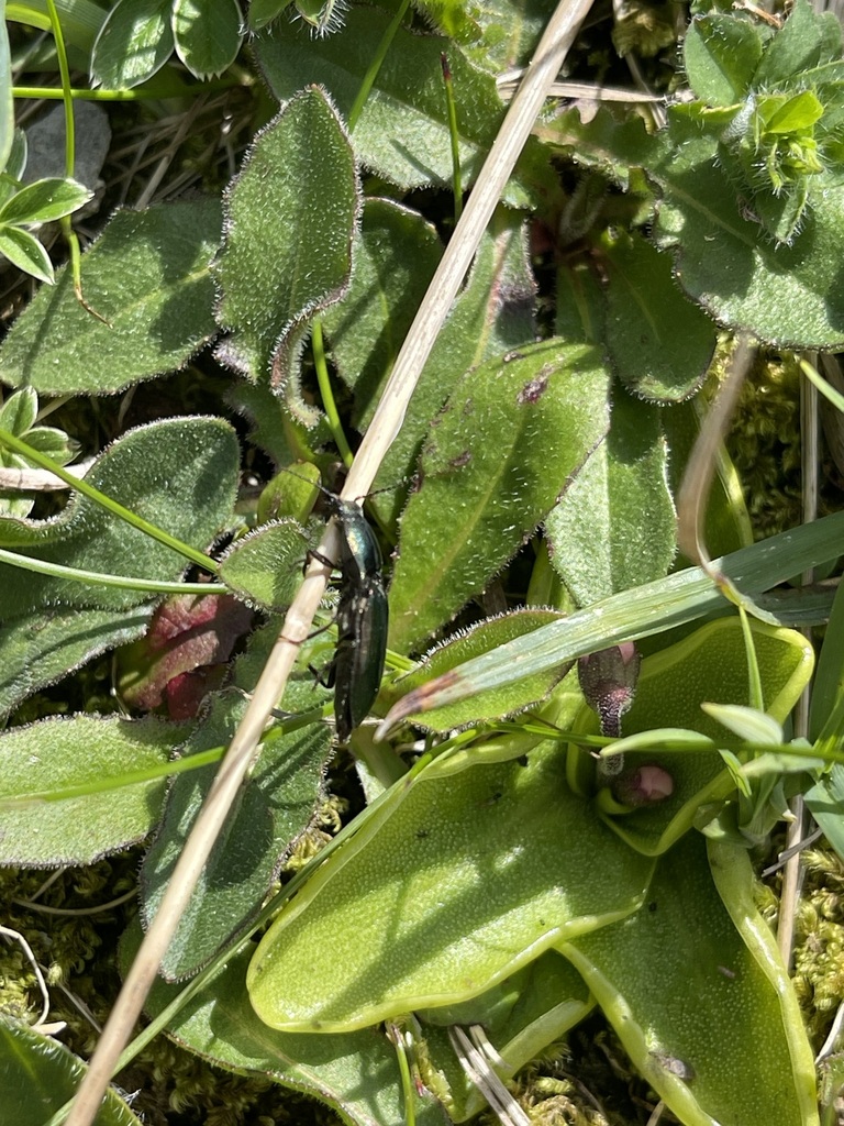 Large-flowered Butterwort from Aviernoz, 74570 Fillière, France on June ...