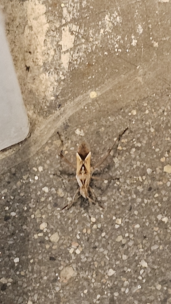 Tollius from Yosemite @ Perch (westbound), California 95340, USA on ...