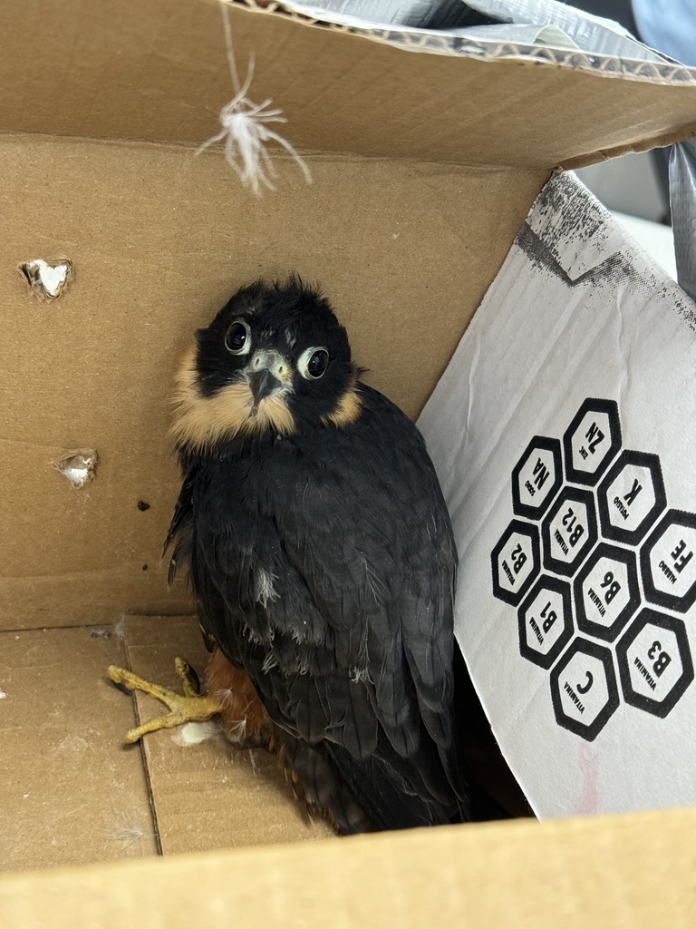 Bat Falcon from Cosoleacaque, Ver., MX on June 5, 2024 at 04:35 PM by ...