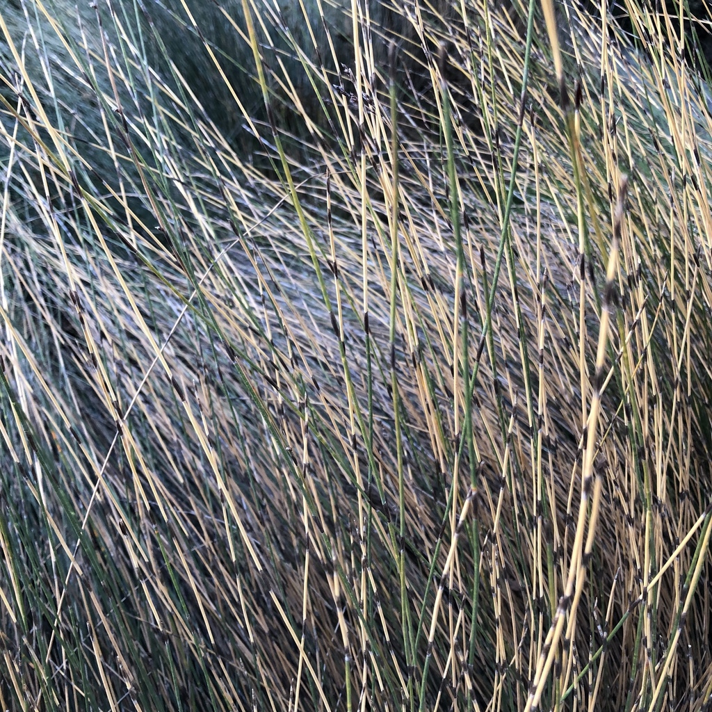 Jointed rush from Cobblestone Park, Te Aro, Wellington, NZ on May 17 ...