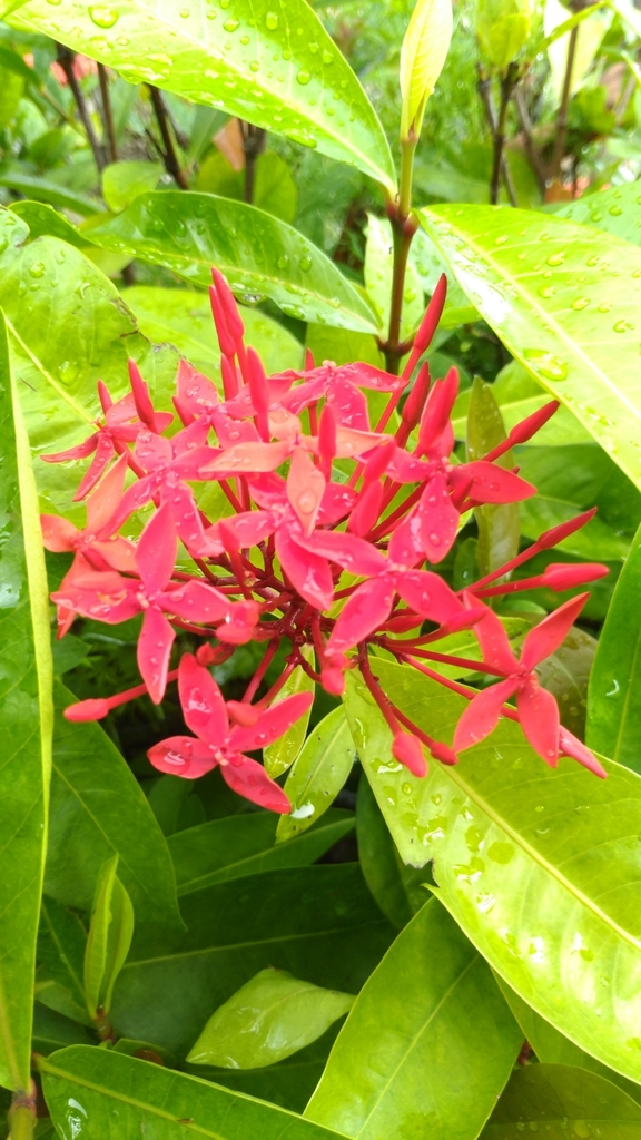 Ixora casei from 406台灣台中市北屯區東山路二段光西巷78號 on May 16, 2019 at 04:05 PM by 小小月. 仙丹花 · iNaturalist