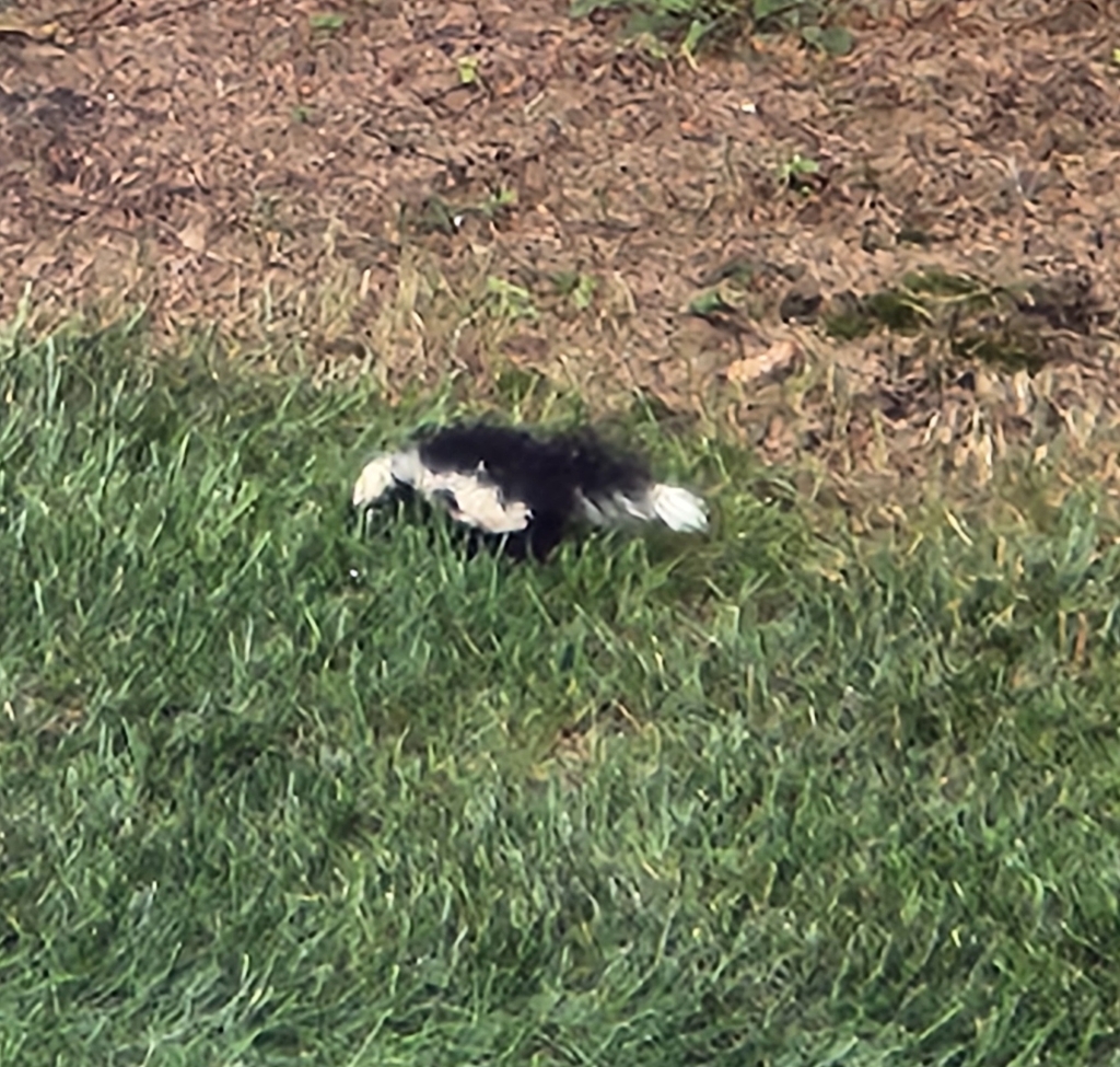 Striped Skunk from East Broad, Columbus, OH, USA on June 5, 2024 at 07: ...
