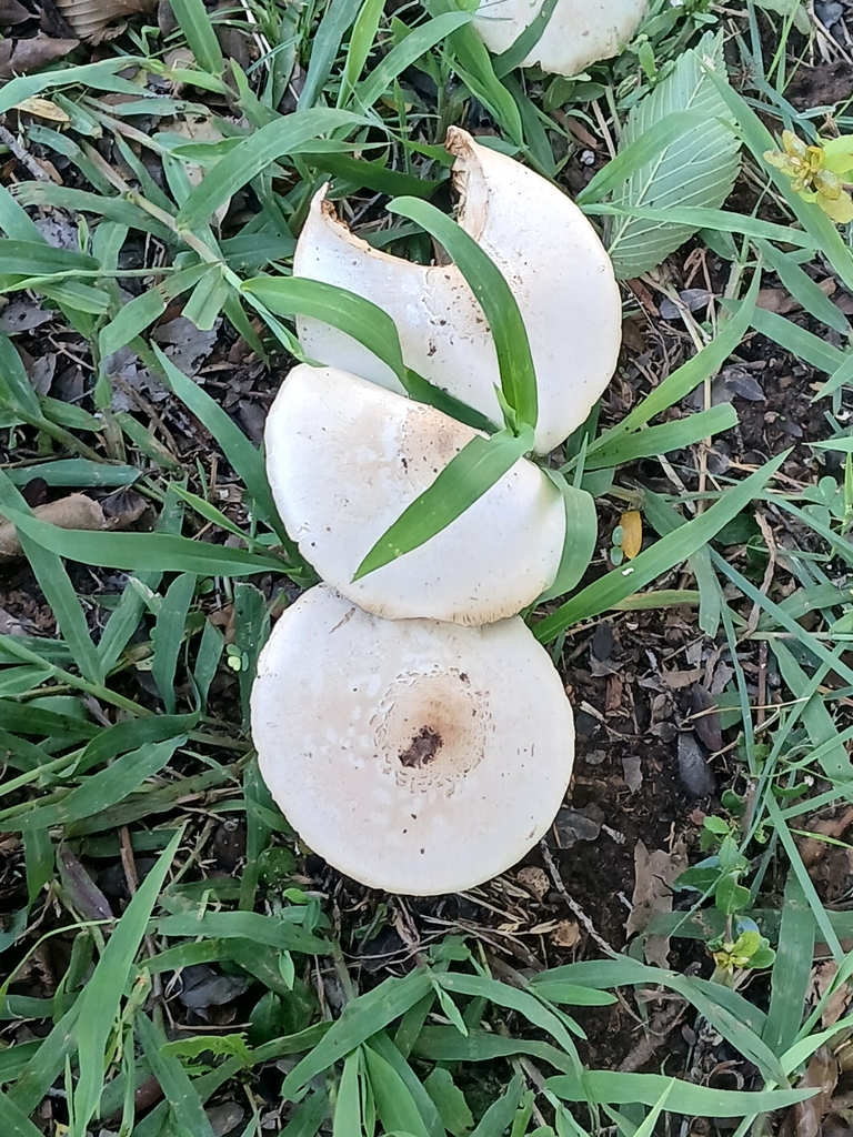 green-spored parasol from Fort Worth, TX 76120, USA on June 5, 2024 at ...