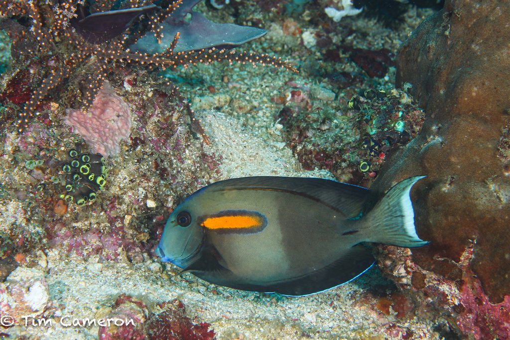 Orangeblotch Surgeonfish from Tingloy, Batangas, Philippines on June 2 ...