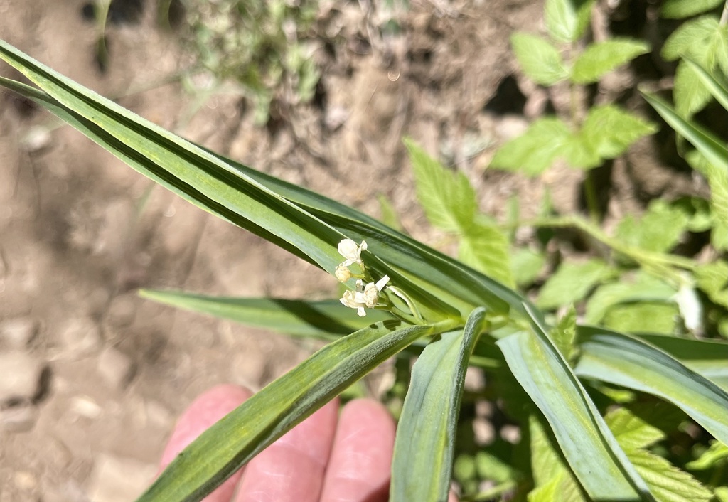 star-flowered lily-of-the-valley from Coronado National Forest, Tucson ...