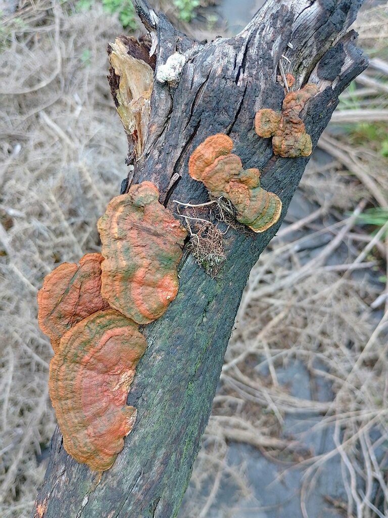 Hongos de repisa desde Gran Colombia, San Cristóbal, Bogota, Colombia ...