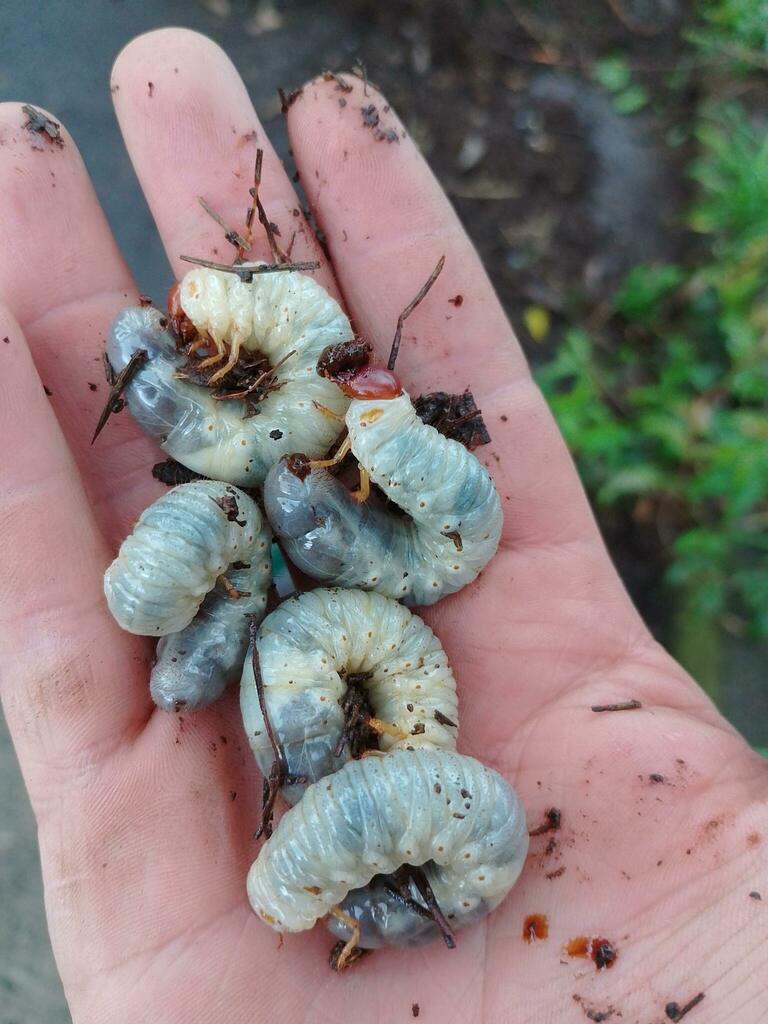 Golofa Beetles from Gran Colombia, San Cristóbal, Bogota, Colombia on ...