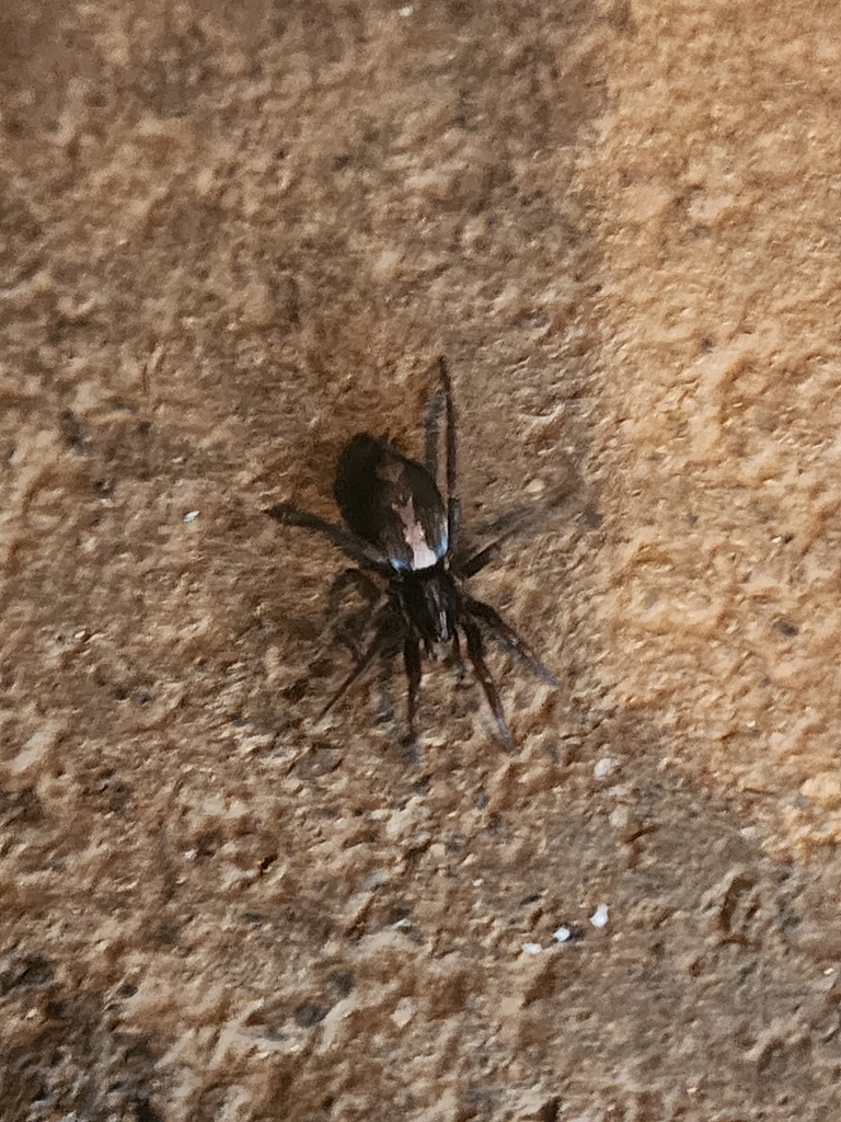 Eastern Parson Spider from Zionville, NC 28698, USA on May 26, 2024 at ...