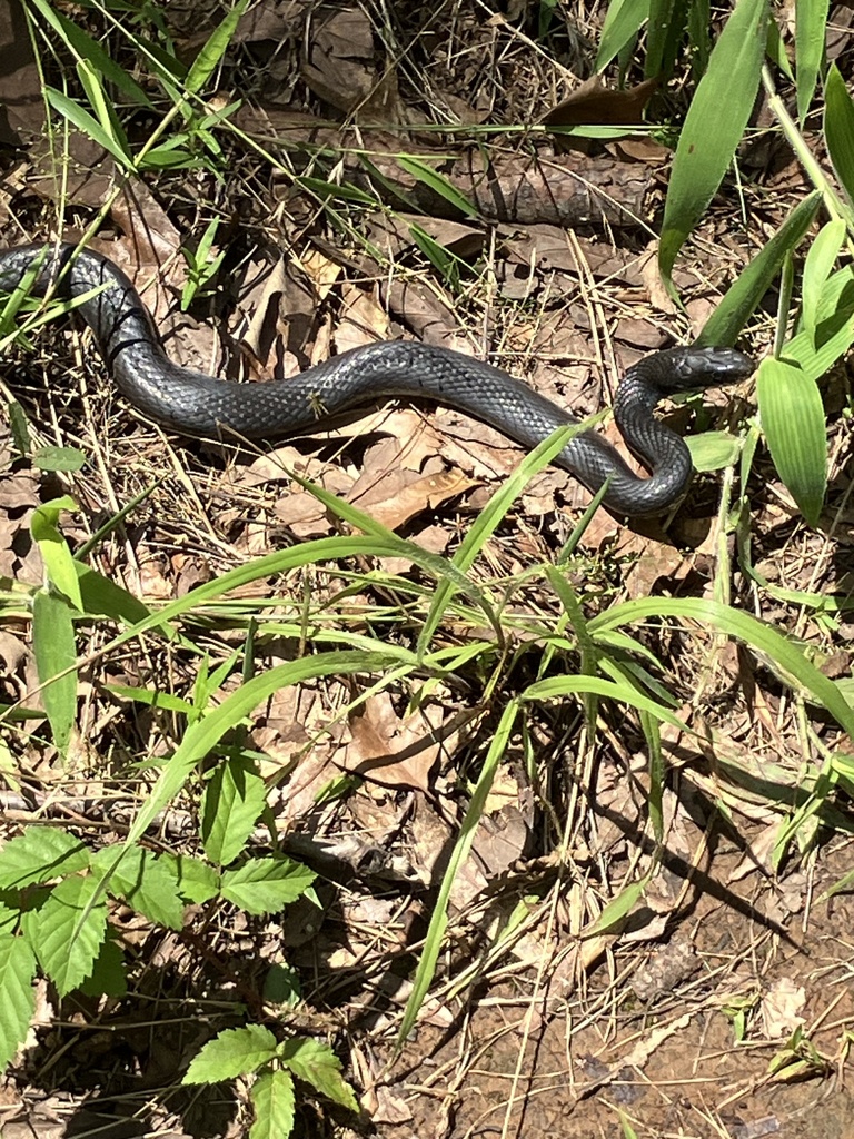 Southern Black Racer from County Road 2025, Clarksville, TX, US on June ...