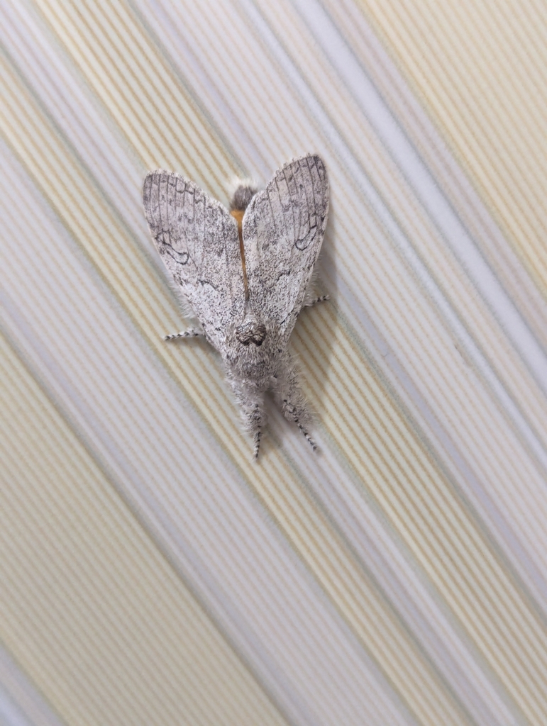 Horsfield's Tussock Moth from Central Batur, Kintamani, Bangli Regency ...