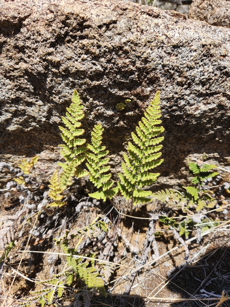 Coville's lip fern from Young, AZ 85554, USA on June 2, 2024 at 10:34 ...