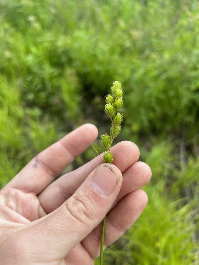 blunt broom sedge from Long Island, Greenlawn, NY, US on June 5, 2024 ...