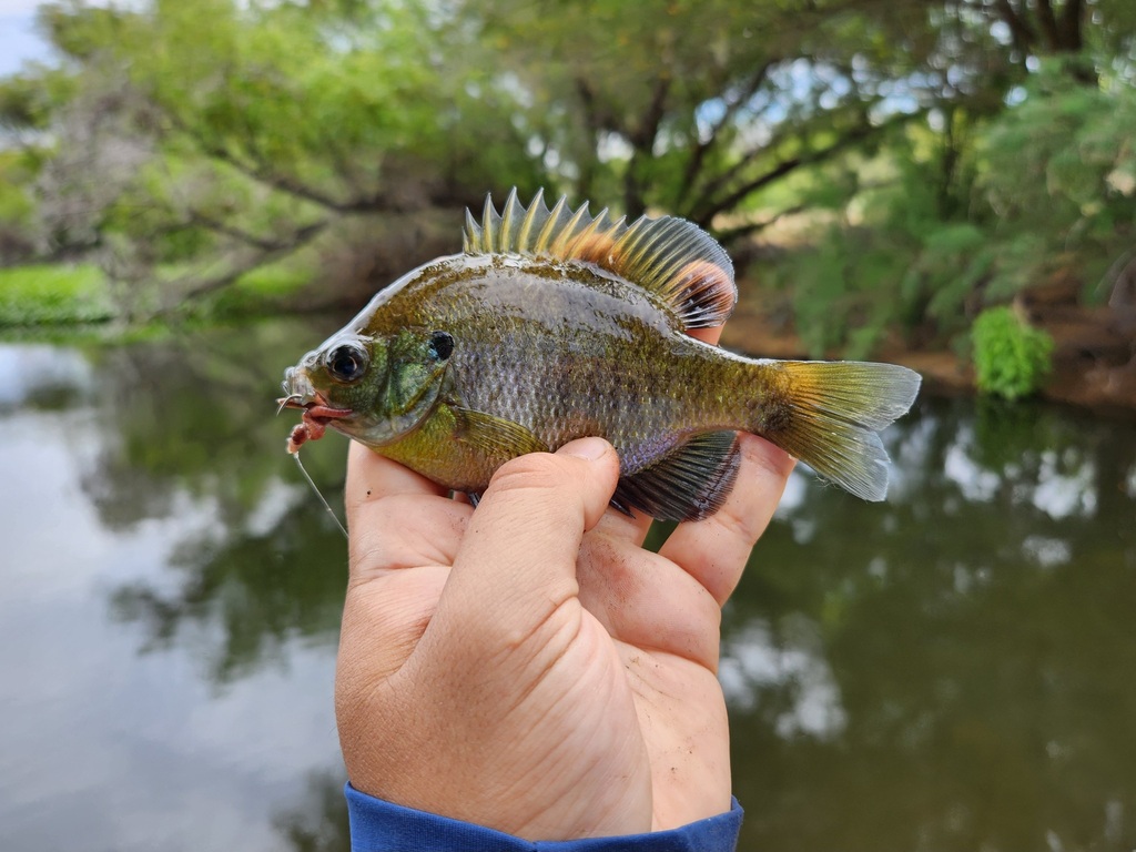 Bluegill from Tres Rio Wetlands, Maricopa County, AZ, USA on May 5 ...