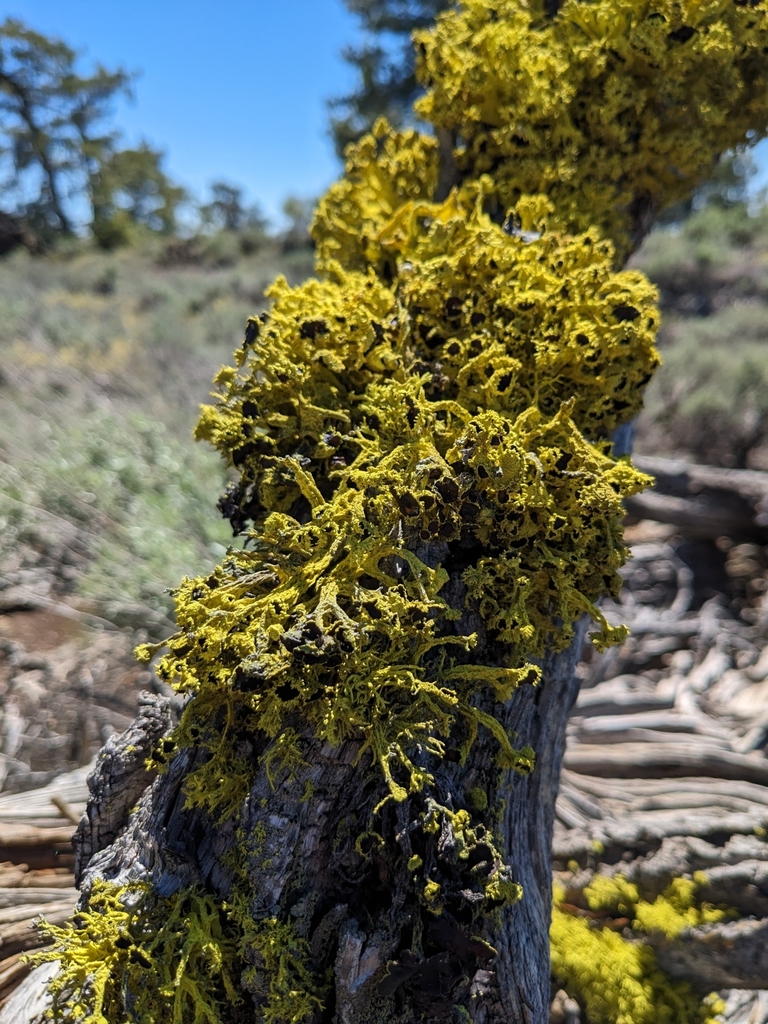 Brown-eyed Wolf Lichen from Butte City, ID 83213, USA on June 5, 2024 ...