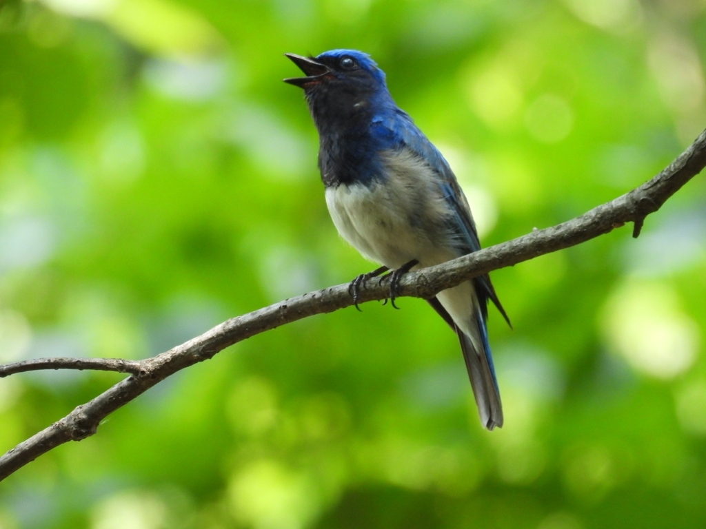 Blue-and-white Flycatcher from Sanggwanggyo New Bridge. Gwanggyo Local ...