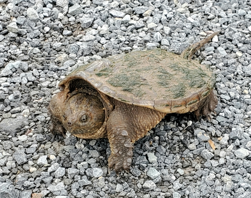 Common Snapping Turtle from Keeney Mountain, WV, USA on June 3, 2024 at ...