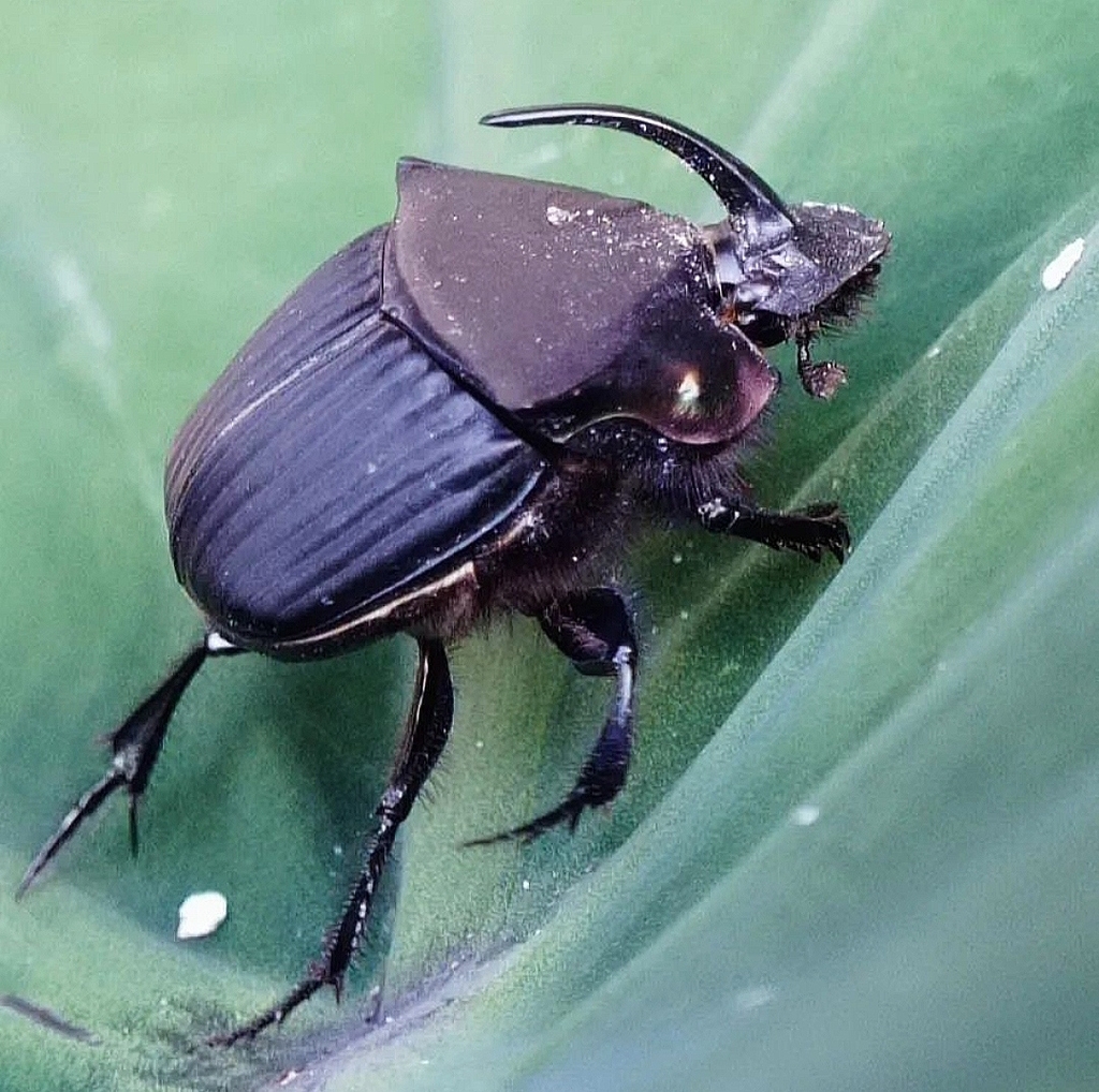 Burrowing Dung Beetles from R2FX+688, Provincia de Puntarenas, San Vito ...
