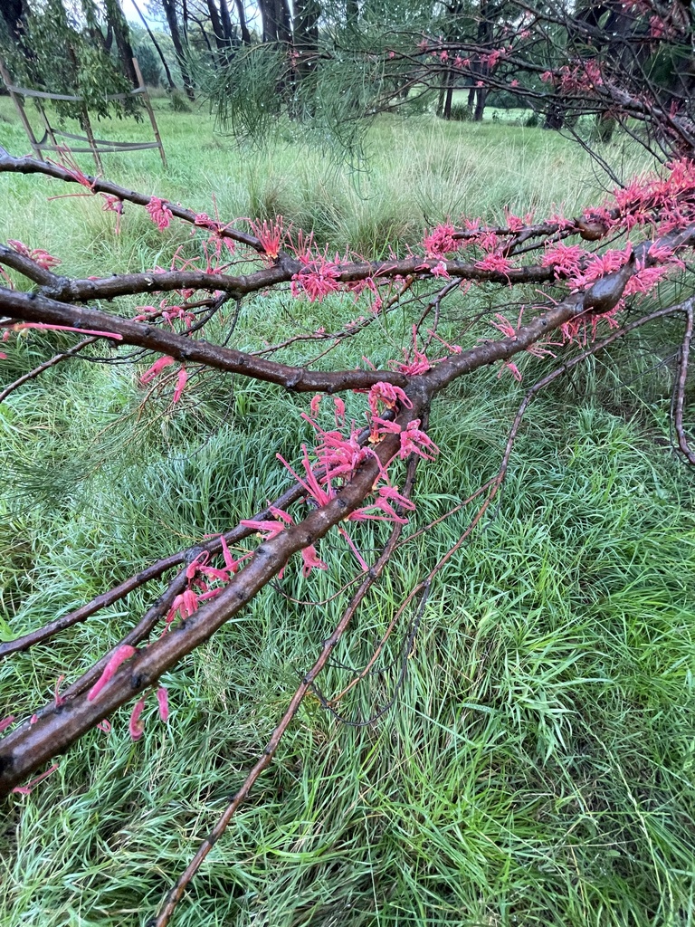 Pincushion trees from Centennial Park, Centennial Park, NSW, AU on June ...