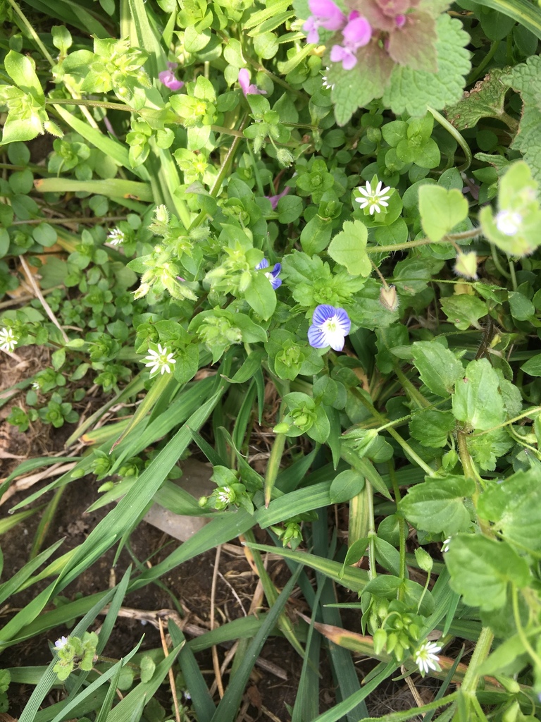 bird's-eye speedwell from 1805 Callowhill St, Philadelphia, PA, US on ...
