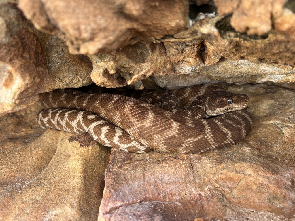 Rough-scaled Python in June 2024 by mikeggg · iNaturalist