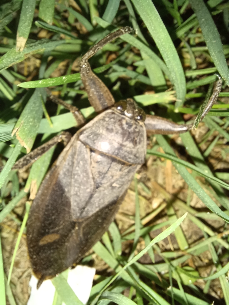 American Giant Water Bug from Saint-André-Avellin, QC J0V 1W0, Canada ...