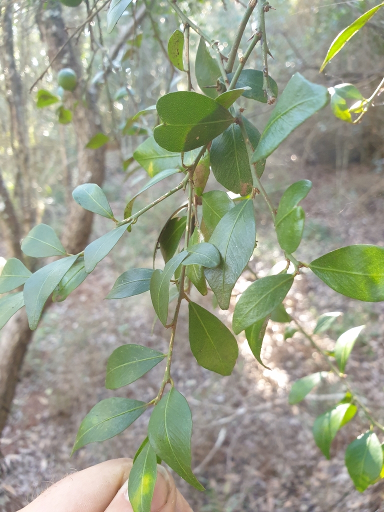 Australian round lime from Neumgna QLD 4614, Australia on June 6, 2024 ...