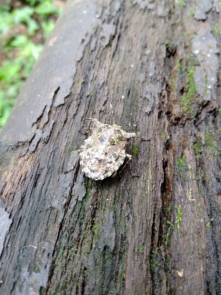 Placosternum taurus from 237台灣新北市三峽區有木里 on April 06, 2019 at 01:28 PM ...