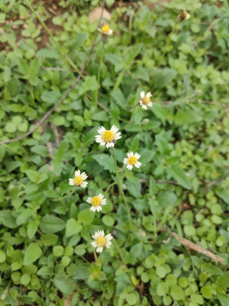 Tridax daisy from Nambampatty, Tamil Nadu, India on June 6, 2024 at 11: ...