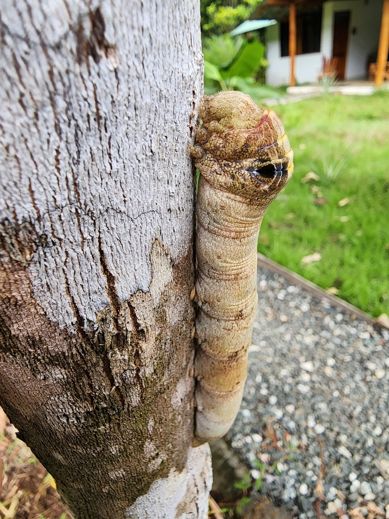 Sphinx Moths from Provincia de Puntarenas, Puerto Jiménez, Costa Rica ...