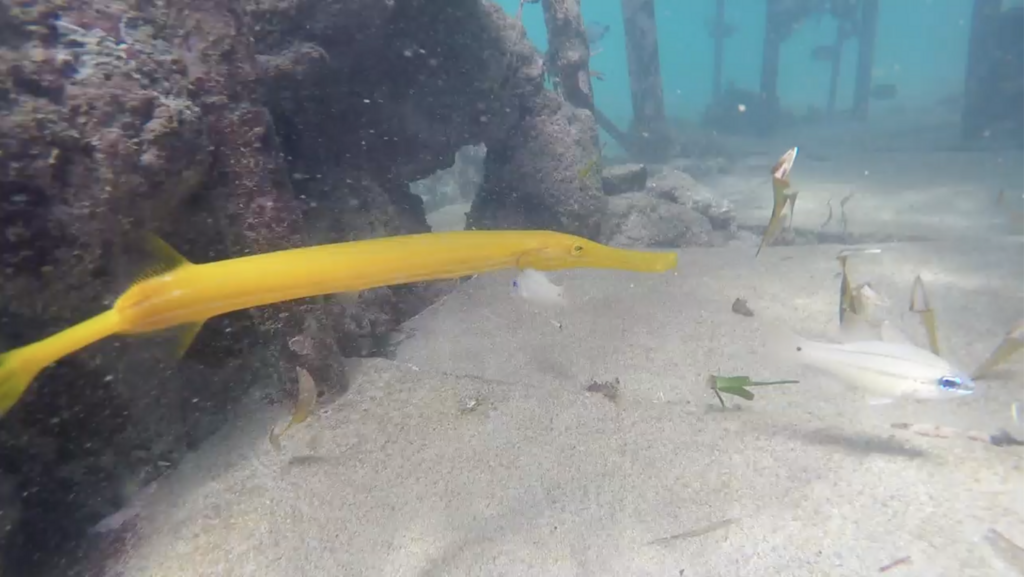 Pacific Trumpetfish from Kuta Selatan, South Kuta, Badung Regency, Bali ...