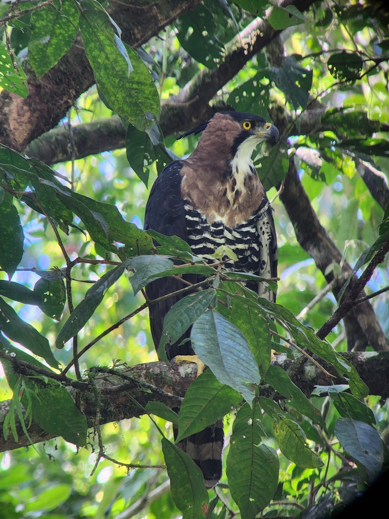 Ornate Hawk-Eagle in December 2023 by Henry Sandi Amador · iNaturalist