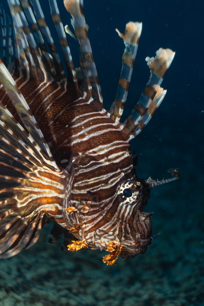 Common Lionfish from Bahagian Tawau, Sabah, Malaysia on June 1, 2024 at ...