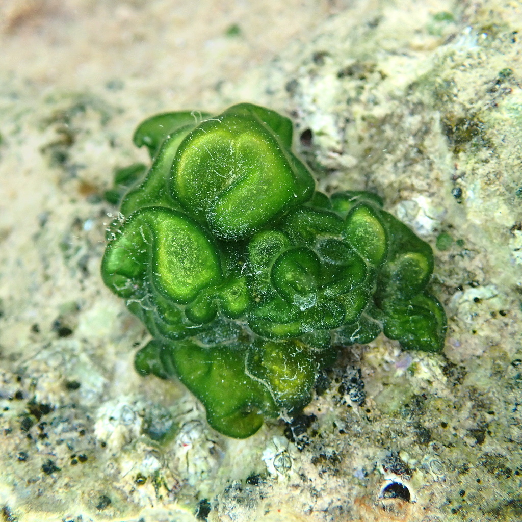 Rivularia bullata from Zambratija, Istria, Croatia on August 5, 2023 at ...